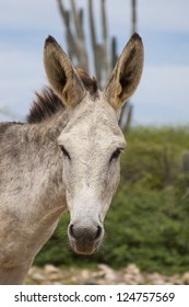 Donkey Looking Camera Stock Photo 124757569 | Shutterstock