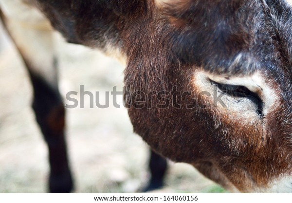 Donkey Side Face Stock Photo (Edit Now) 164060156