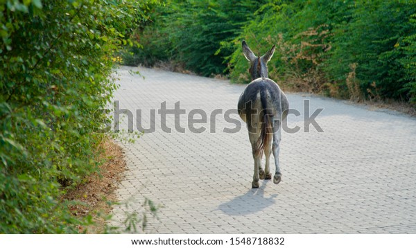 Donkey Walking On Path Back Facing Stock Photo (Edit Now) 1548718832