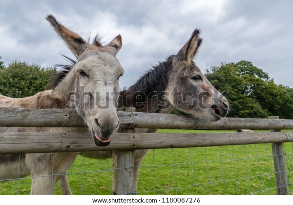 Donkeys Pulling Funny Faces Stock Photo 1180087276 | Shutterstock