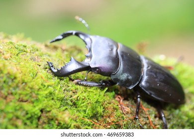 Dorcus Titanus Typhon Stag Beetle Catanduanes写真素材487938232 | Shutterstock