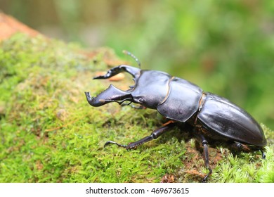 Dorcus Bucephalus Java Island Indonesia Stock Photo (Edit Now) 469673615