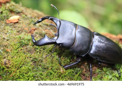 Dorcus Bucephalus Java Island Indonesia Stock Photo 469708880 ...