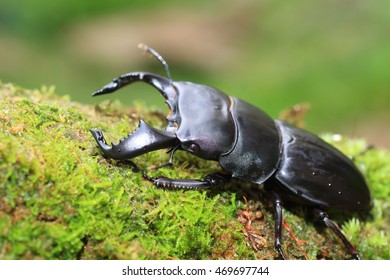 Dorcus Titanus Typhon Stag Beetle Catanduanes写真素材487938232 | Shutterstock