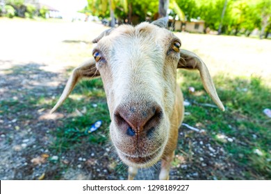 551 Stupid goat Images, Stock Photos & Vectors | Shutterstock