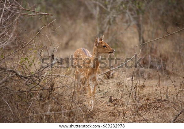Dotted Deer Stock Photo 669232978 | Shutterstock
