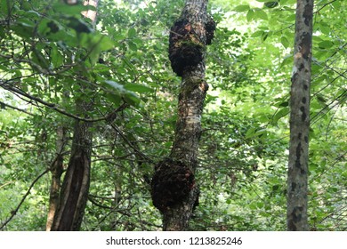 53 Burrell tree Images, Stock Photos & Vectors | Shutterstock