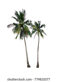 Double Coconut Tree Stock Photo (Edit Now) 779810377