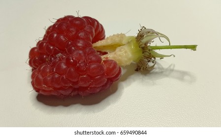 Double Giant Raspberry Stock Photo 659490844 | Shutterstock
