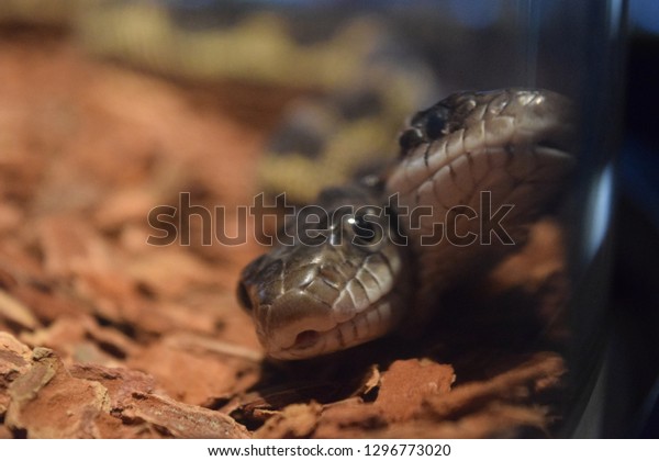 Double Headed Snake Stock Photo 1296773020 | Shutterstock