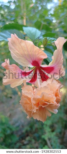 Double Layer Hybiscus Flower This Image Stock Photo 1928302553 ...