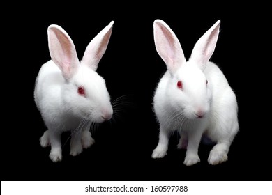 Cute Little Rabbits Collection Set Fine Stock Vector (Royalty Free ...