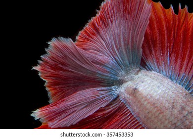 Double Tail Siamese Fighting Fish Isolated Stock Photo 357453353 ...