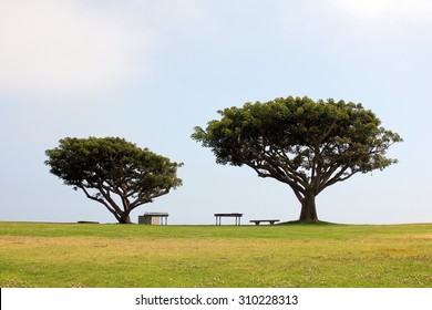 1,345 Tall short tree Images, Stock Photos & Vectors | Shutterstock