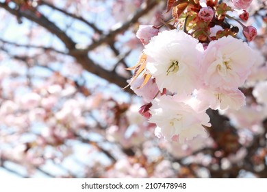 5,272 Double flowering cherry tree Images, Stock Photos & Vectors ...