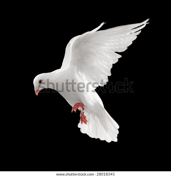 Dove Looks Down While Flying Isolated Stock Photo (Edit Now) 28018345