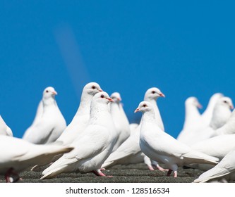 24,606 Dove perching Images, Stock Photos & Vectors | Shutterstock