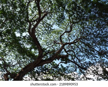7,137 Big tree under view Images, Stock Photos & Vectors | Shutterstock