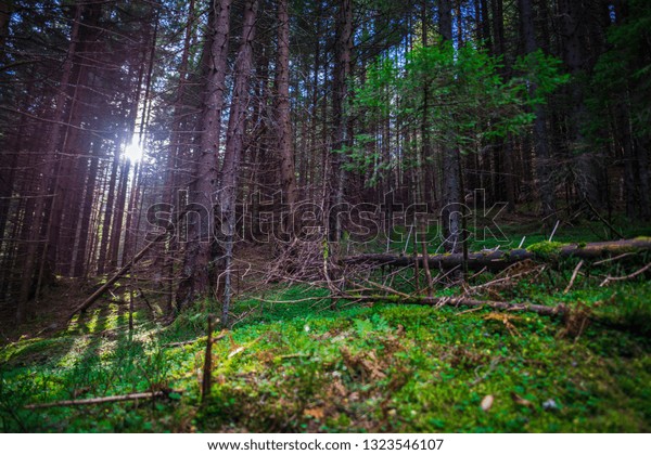 Down Trees Inside Forest Stock Photo 1323546107 | Shutterstock