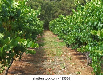 Close Into Row Vineyards Both Sides Stock Photo 1160949139 | Shutterstock