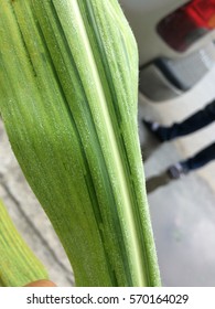 Downy Mildew Corn Stock Photo (Edit Now) 570164029