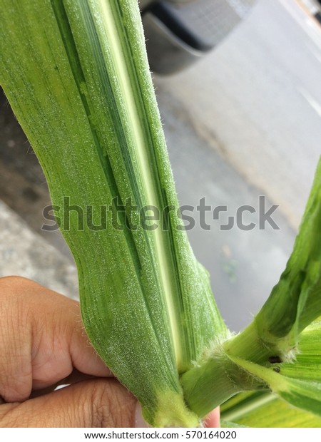 Downy Mildew Corn Stock Photo 570164020 | Shutterstock