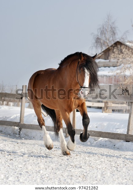 Draft Horse Galloping Paddock Stock Photo (Edit Now) 97421282