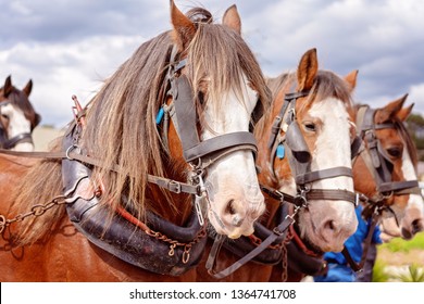 Draft Horses Harness Pulling Wagon Street Stock Photo 1364741708 ...