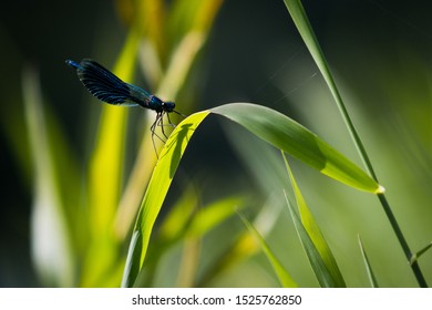 611 Dragon fly shadow Images, Stock Photos & Vectors | Shutterstock