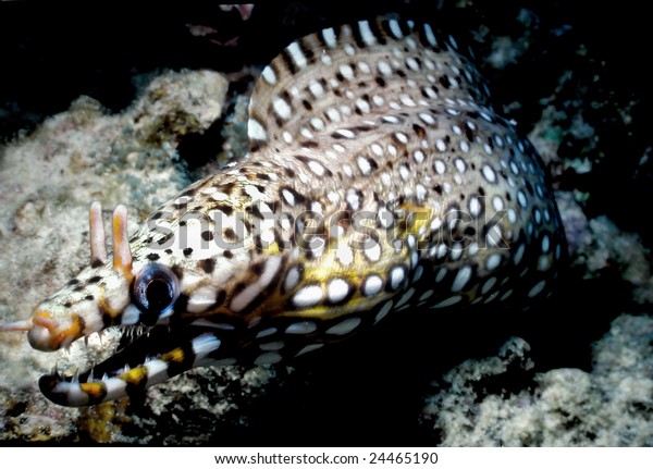 72 imágenes de Dragon moray eel - Imágenes, fotos y vectores de stock ...