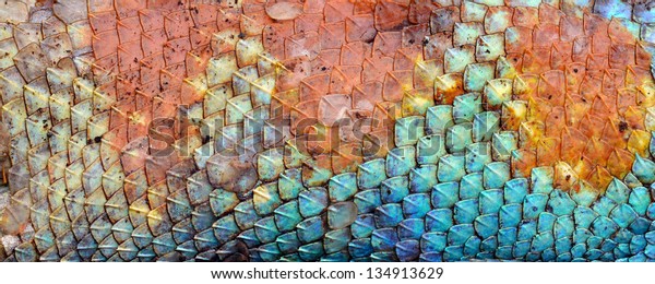 Dragon Skin Pattern Texture Background Stock Photo 134913629 | Shutterstock