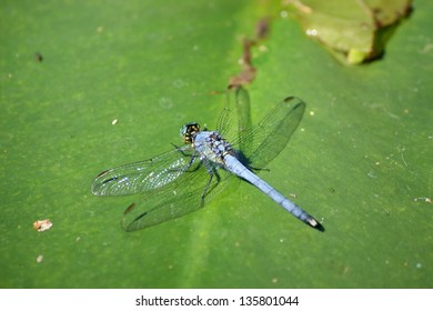 214 Dragonfly In The Everglades Images, Stock Photos & Vectors ...