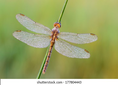 7,018 Small dragon fly Images, Stock Photos & Vectors | Shutterstock