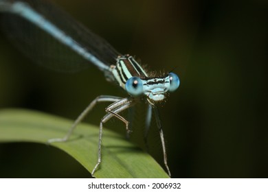 272 Dragonfly fight Images, Stock Photos & Vectors | Shutterstock