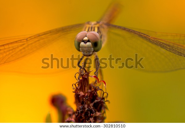 Dragonfly Face Close Stock Photo (Edit Now) 302810510