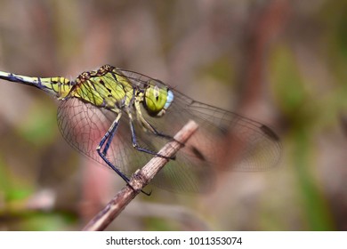 Dragonfly Head Short Stock Photo 1011353074 | Shutterstock