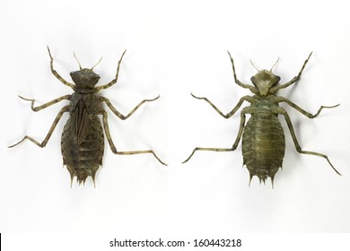 Dragonfly Larvae Epitheca Bimaculata Top View Stock Photo (Edit Now ...