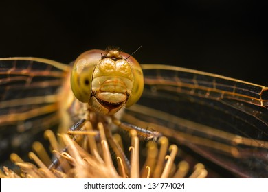 999 Dragonfly mouth Images, Stock Photos & Vectors | Shutterstock