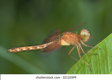 Dragonfly Side View Stock Photo 32110399 | Shutterstock