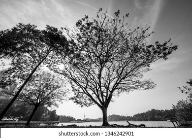 Dramatic Black White Tall Tree Against Stock Photo 1346242901 ...