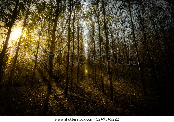 Dramatic Dark Forest Sunset Sun Rays Stock Photo 1249546222 | Shutterstock