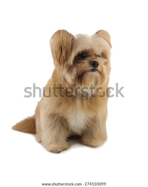 Dramatic Dog Isolated White Background Clipping Stock Photo 274103099 ...