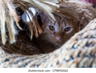 159 Hiding under rug Images, Stock Photos & Vectors | Shutterstock