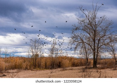 Crow on tree Images, Stock Photos & Vectors | Shutterstock