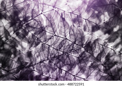 2,090 X ray leaves Images, Stock Photos & Vectors | Shutterstock