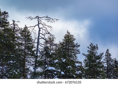 Dramatic Light Forest Landscape Stock Photo 672076135 | Shutterstock