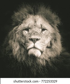 Dramatic Lion King Stock Photo 772253329 | Shutterstock
