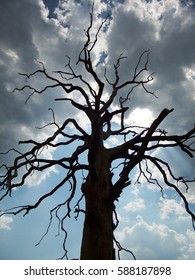 Dramatic Sky Tree Silhouette Stock Photo (Edit Now) 588187898