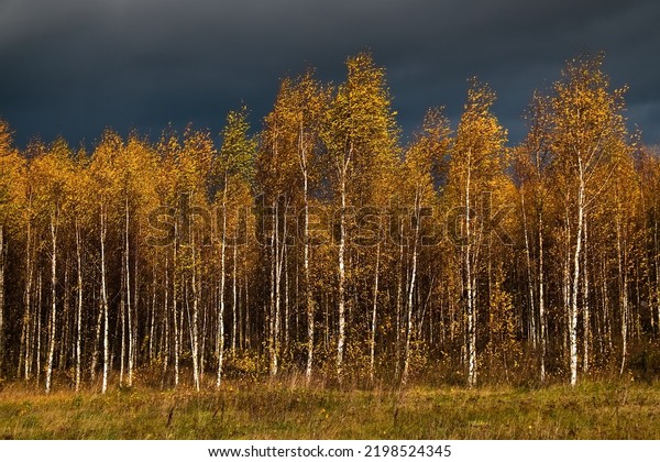 Dramatic Sky Yellow Birch Trees Fall Stock Photo 2198524345 | Shutterstock
