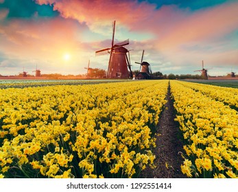 Dramatic Spring Scene On Tulip Farm Stock Photo 1292551414 | Shutterstock